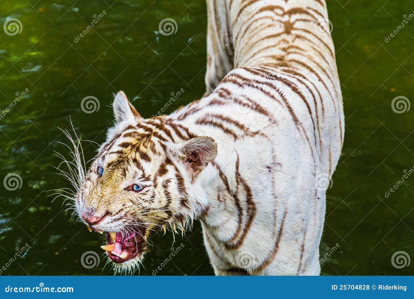 Angry Tiger stock photo. Image of nature, fierce, creature - 25704828