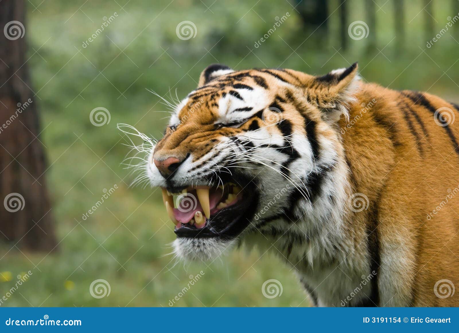 Angry tiger stock photo. Image of black, siberian, captivity - 3191154