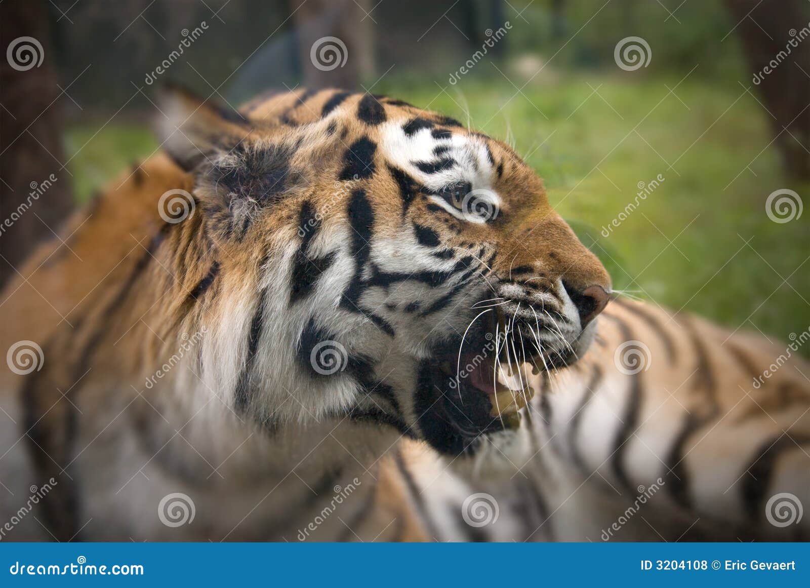 Angry Tiger - The Face Of The Tiger Stock Image | CartoonDealer.com ...
