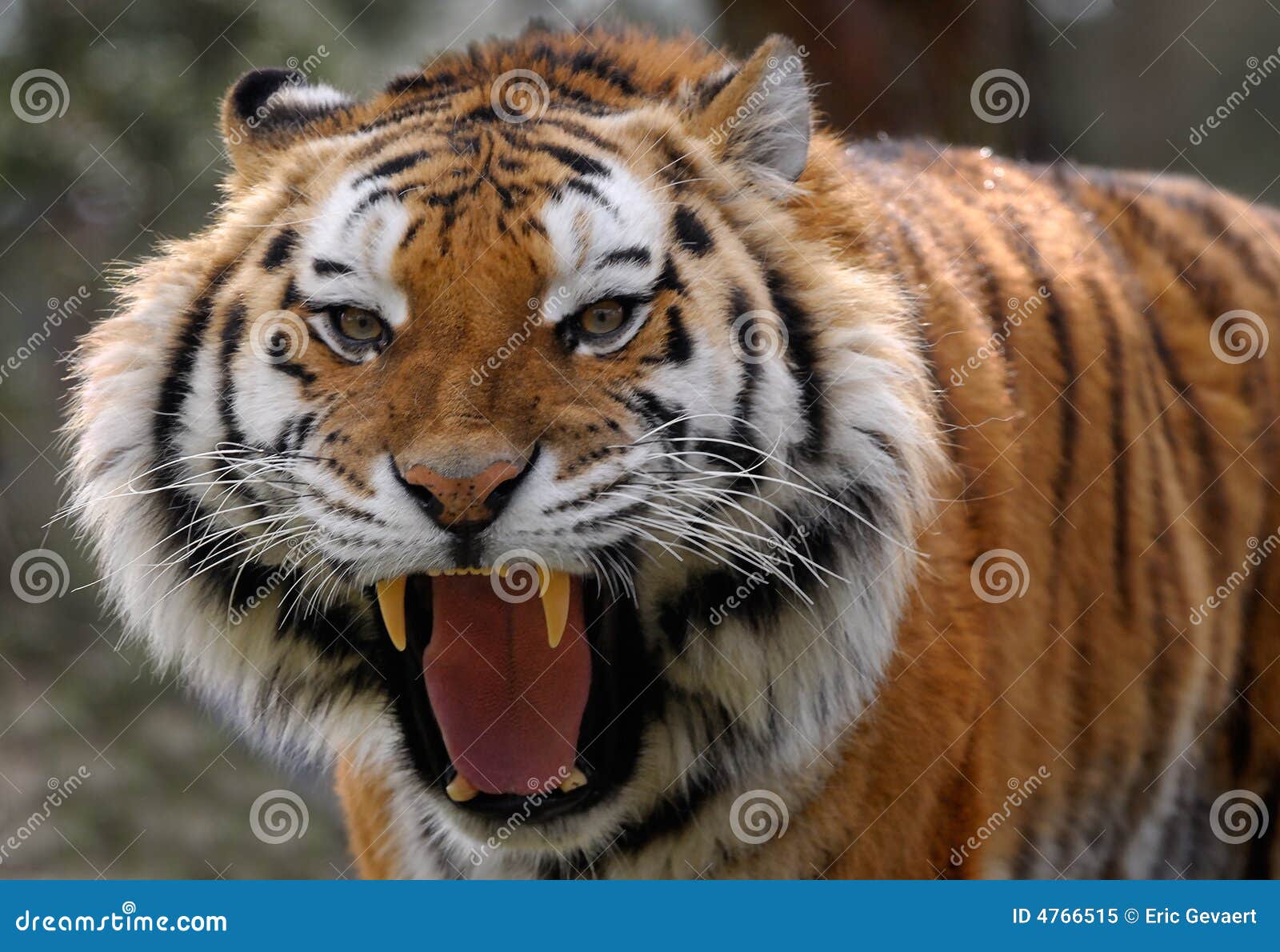 Angry tiger stock image. Image of hunt, captivity, tiger - 4766515