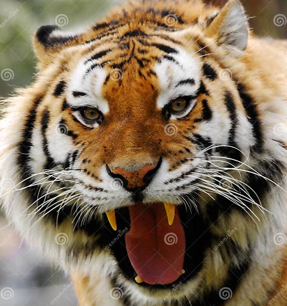 Angry tiger stock image. Image of safari, stripes, close - 4790117