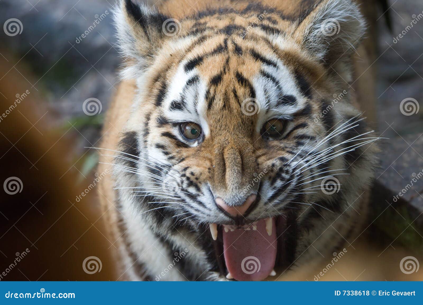 Angry tiger stock photo. Image of siberian, beauty, close - 7338618