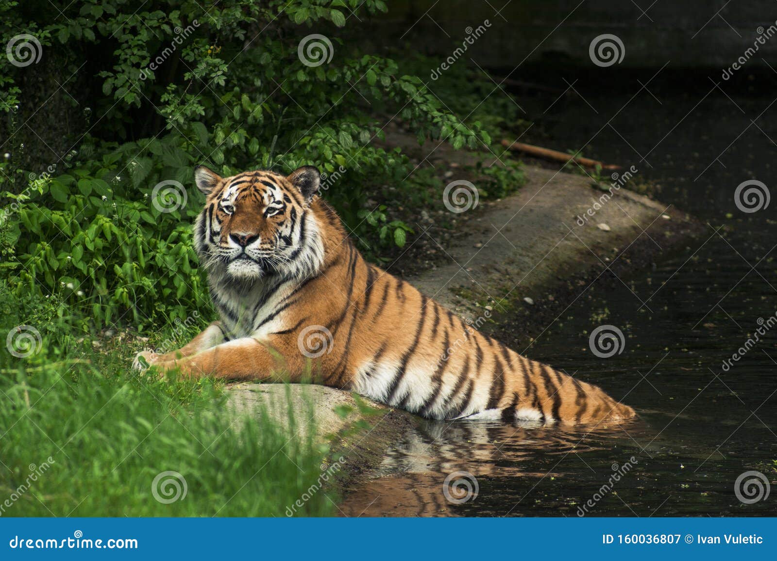 Angry tiger stock image. Image of aqua, indianpeafowl - 160036807