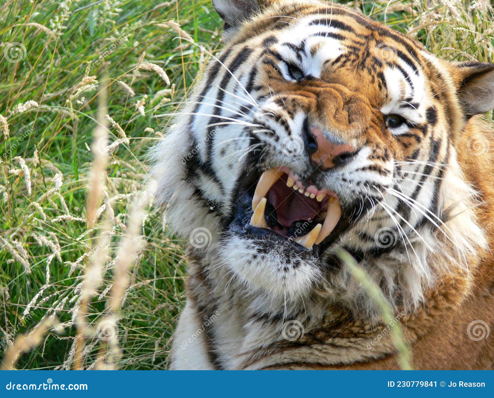 An angry tiger stock image. Image of angry, vector, tiger - 230779841