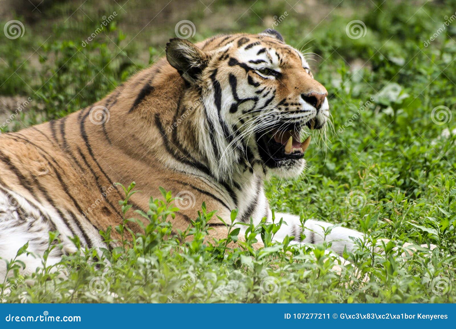 Angry Tiger - the Face of the Tiger Stock Image - Image of carnivore ...