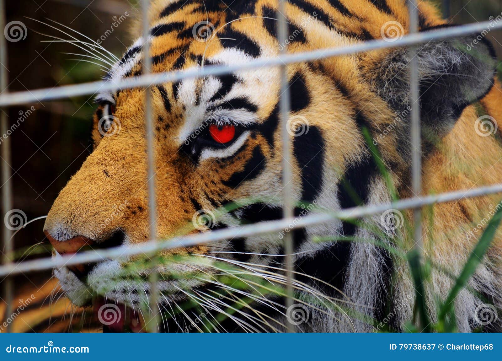 Angry Tiger stock image. Image of endangered, gamepark - 79738637