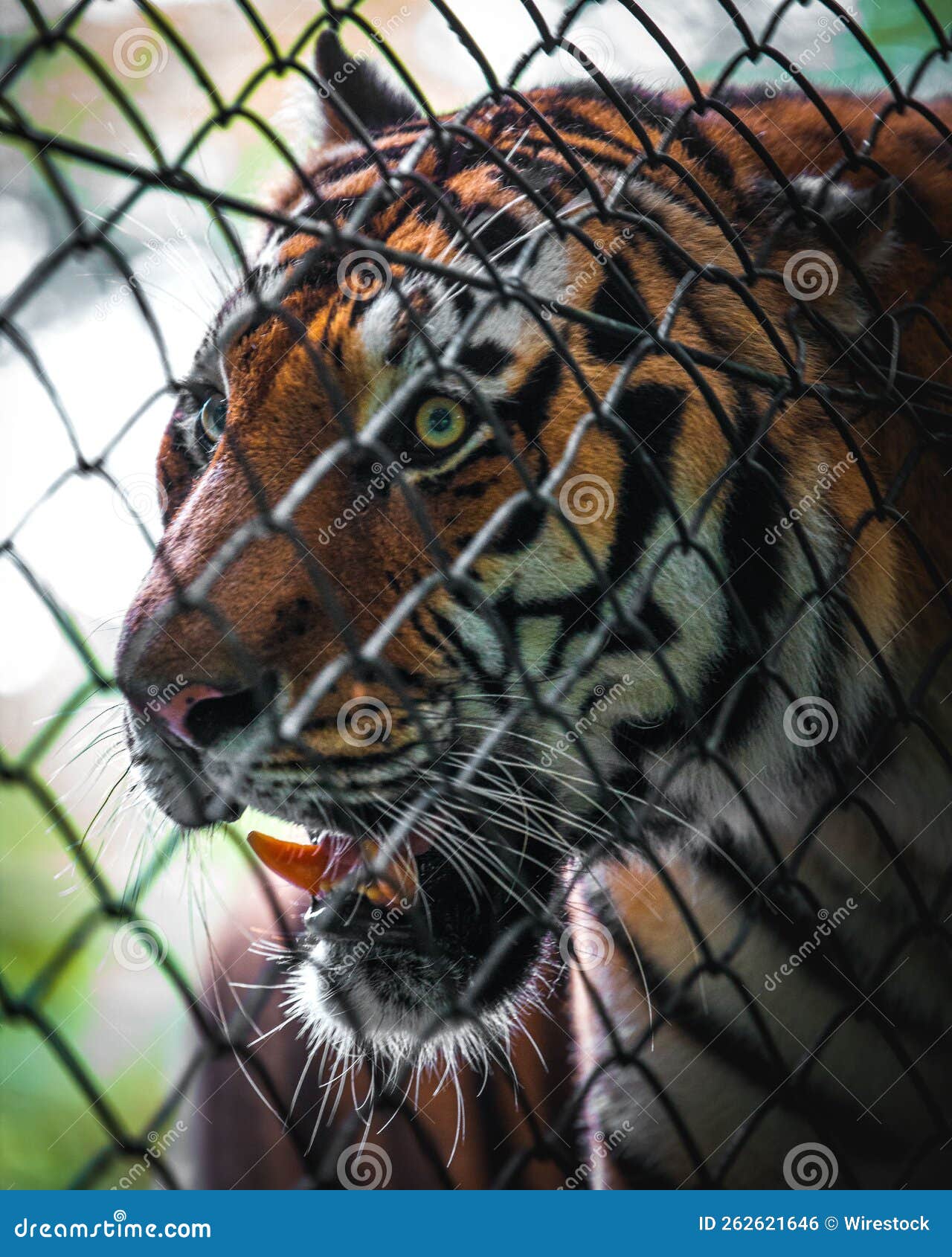 Angry Tiger Inside the Cage Stock Photo - Image of wild, expression ...