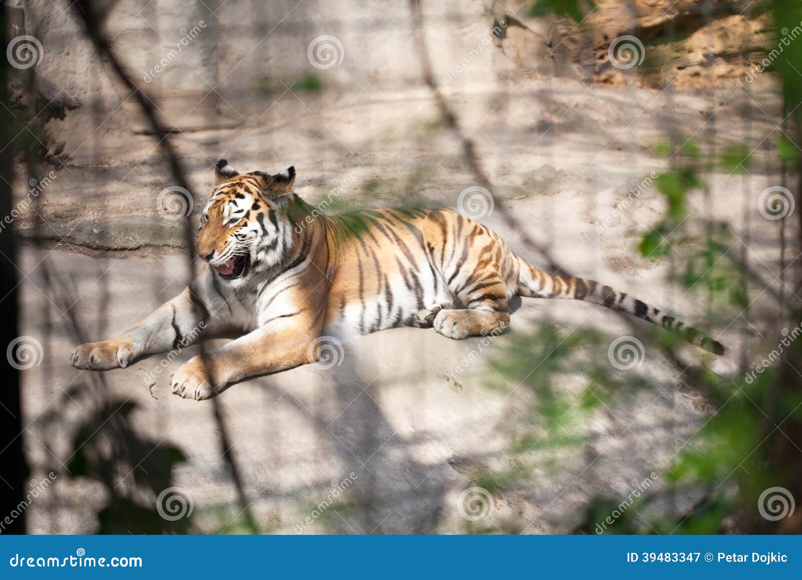 Angry tiger at the zoo stock image. Image of animals - 39483347