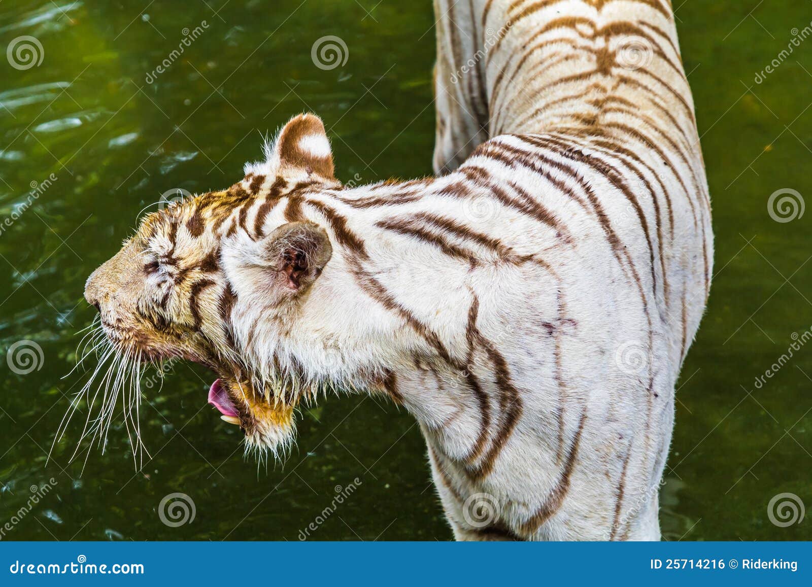 Angry Tiger in Zoo at Samutprakan Stock Photo - Image of eyes, head ...