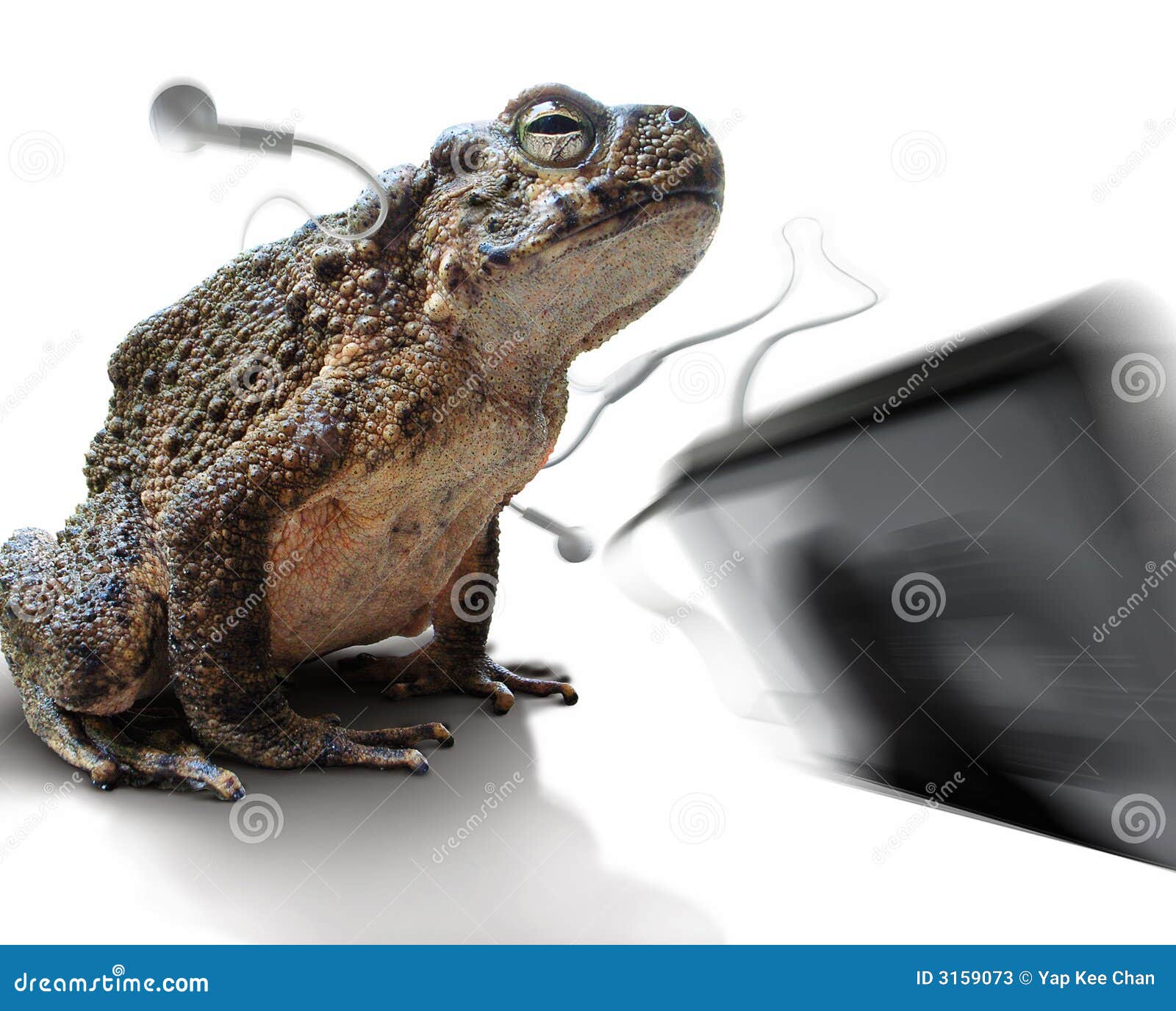 Angry Toad stock image. Image of isolated, electronic - 3159073