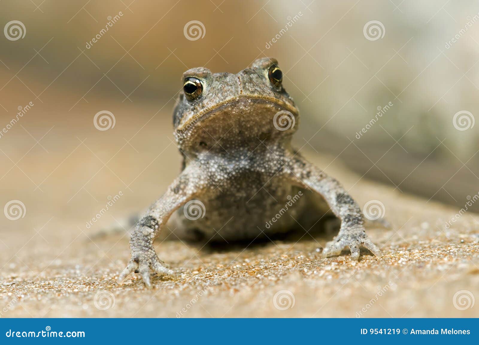 Angry toad stock image. Image of pounce, inquisitive, attack - 9541219