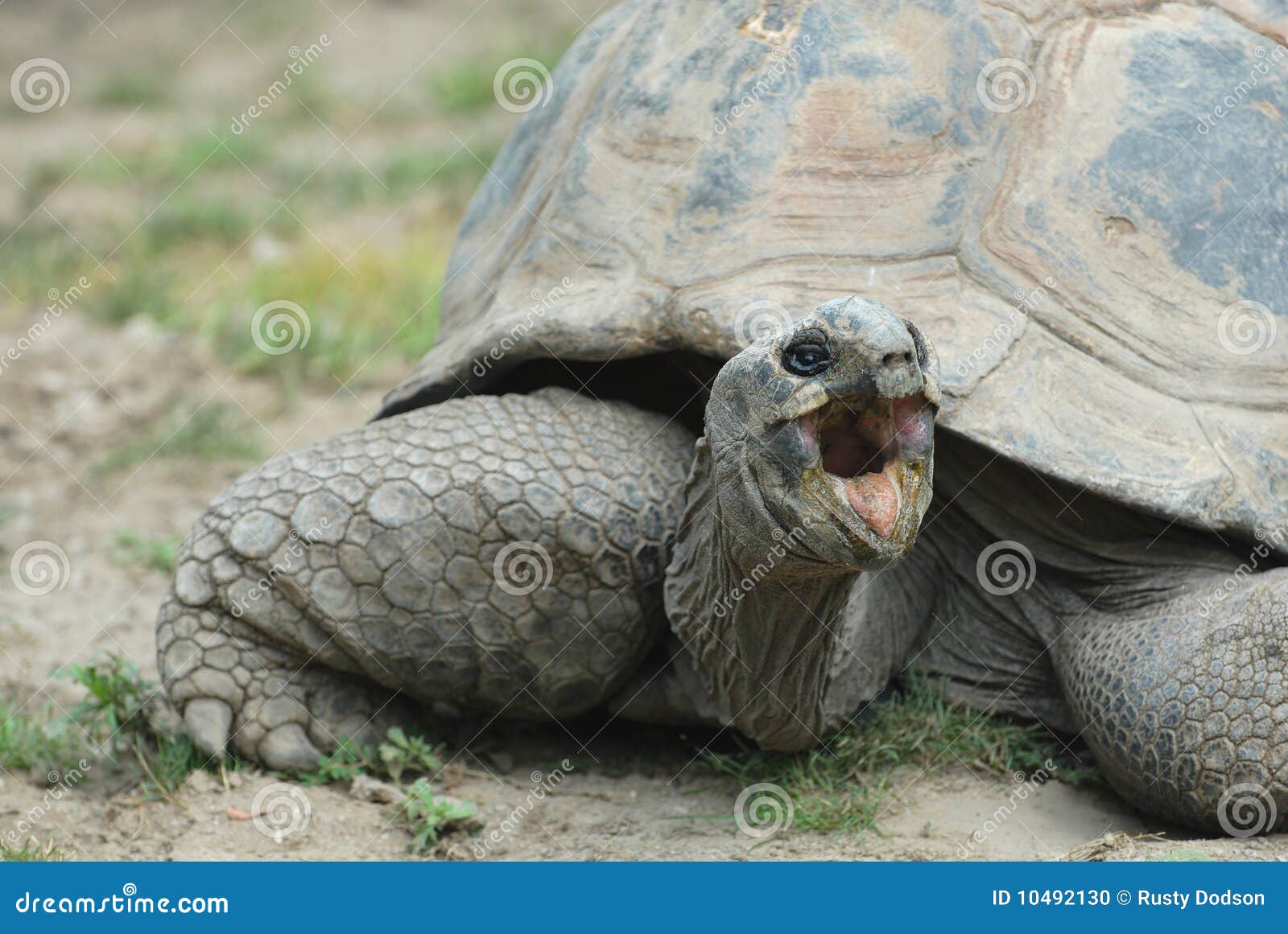 Angry Tortoise stock photo. Image of mouth, scales, large - 10492130