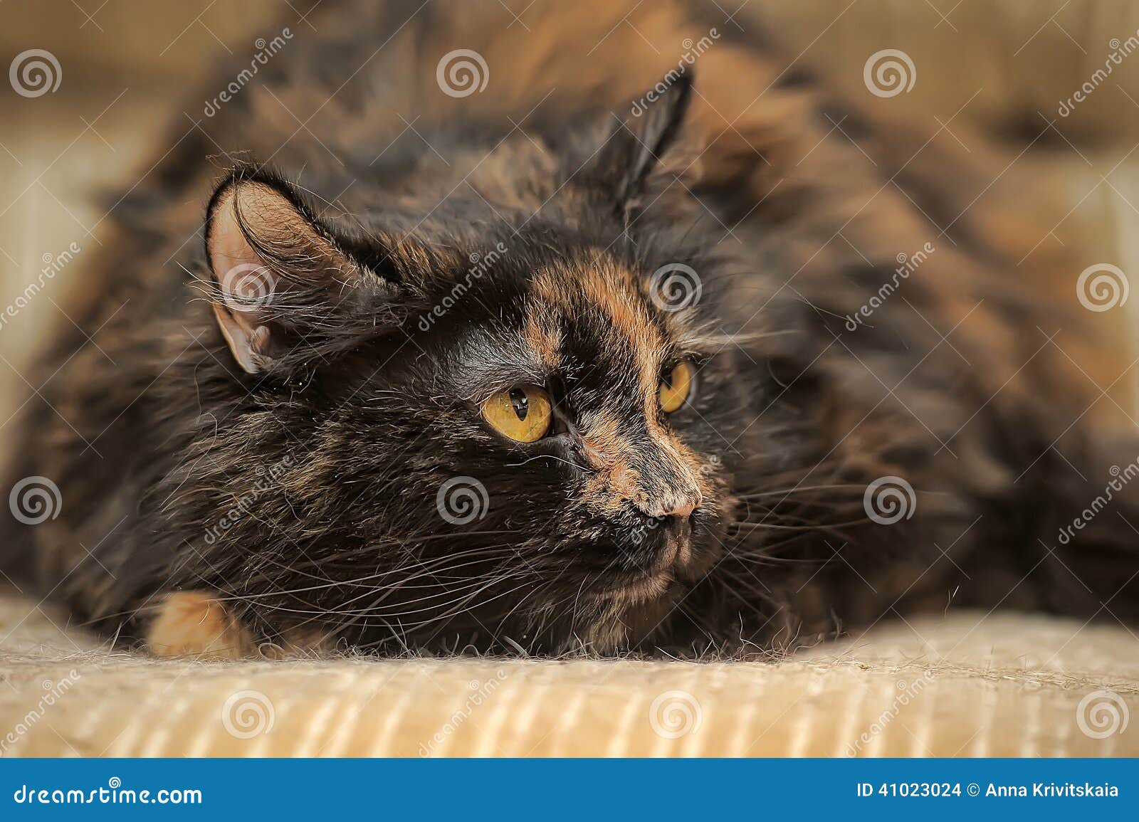 Angry Tortoiseshell Cat Portrait Stock Photo - Image of animals, feline ...