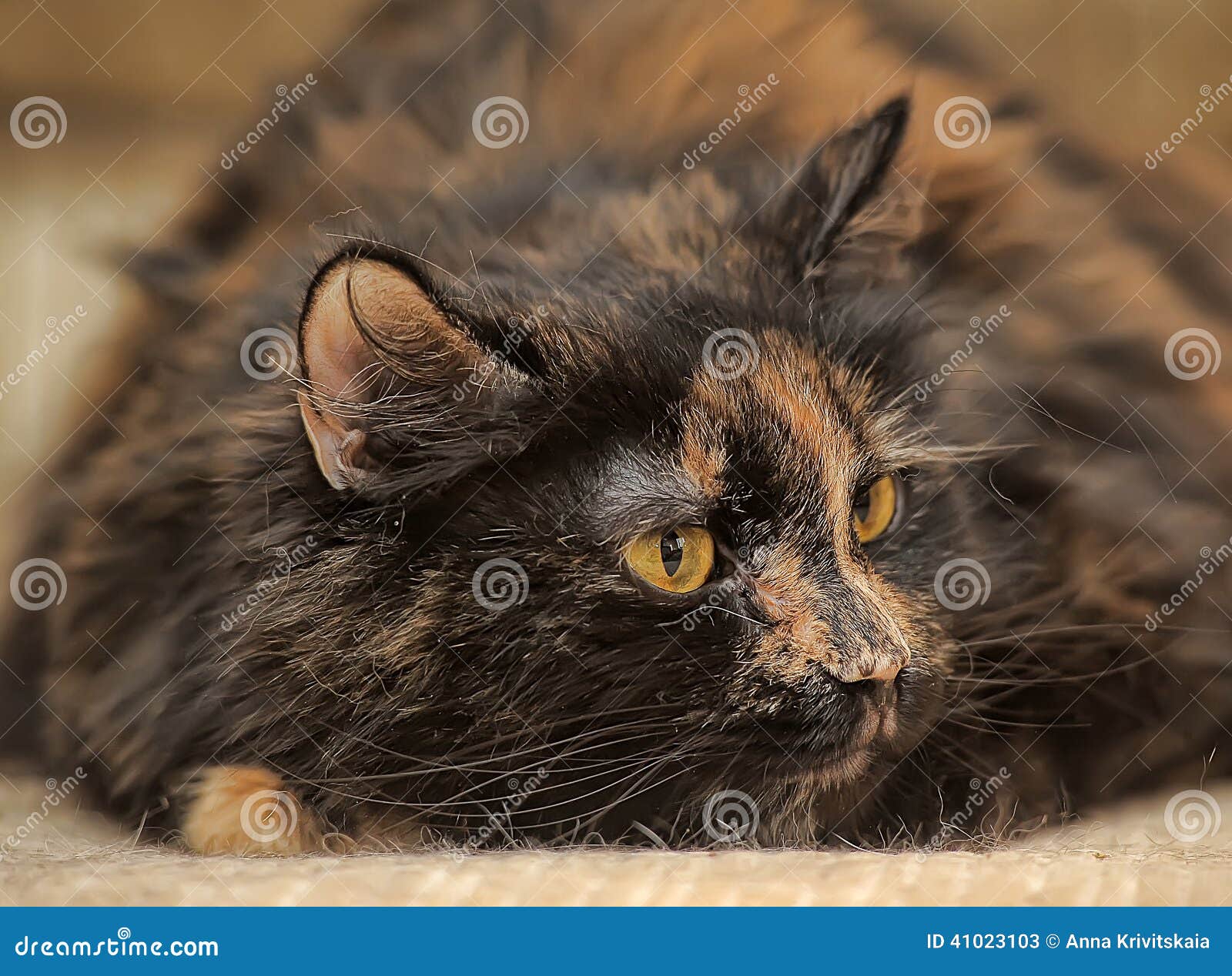 Angry Tortoiseshell Cat Portrait Stock Image - Image of grey, eyes ...