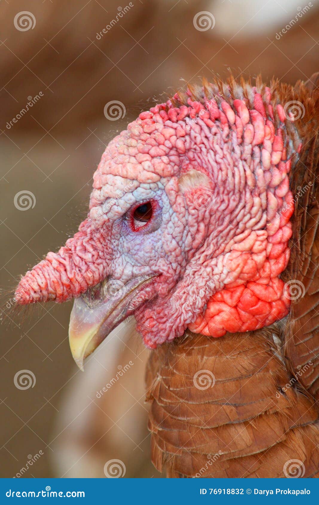 Angry Turkey stock photo. Image of bird, domestic, beak - 76918832