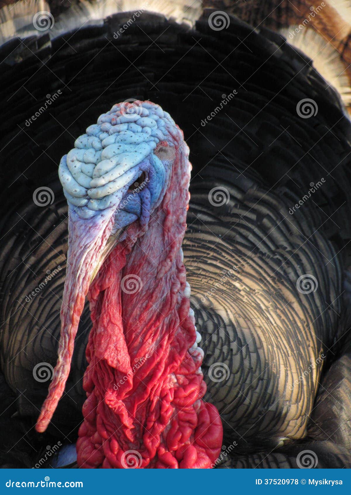 Angry turkey stock photo. Image of angry, turkey, village - 37520978
