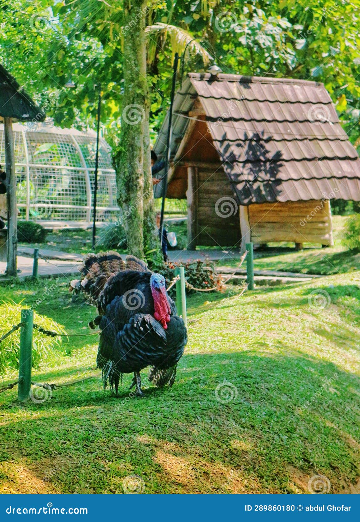 An Angry Turkey Prepares To Hunt Its Prey Stock Photo - Image of turkey ...