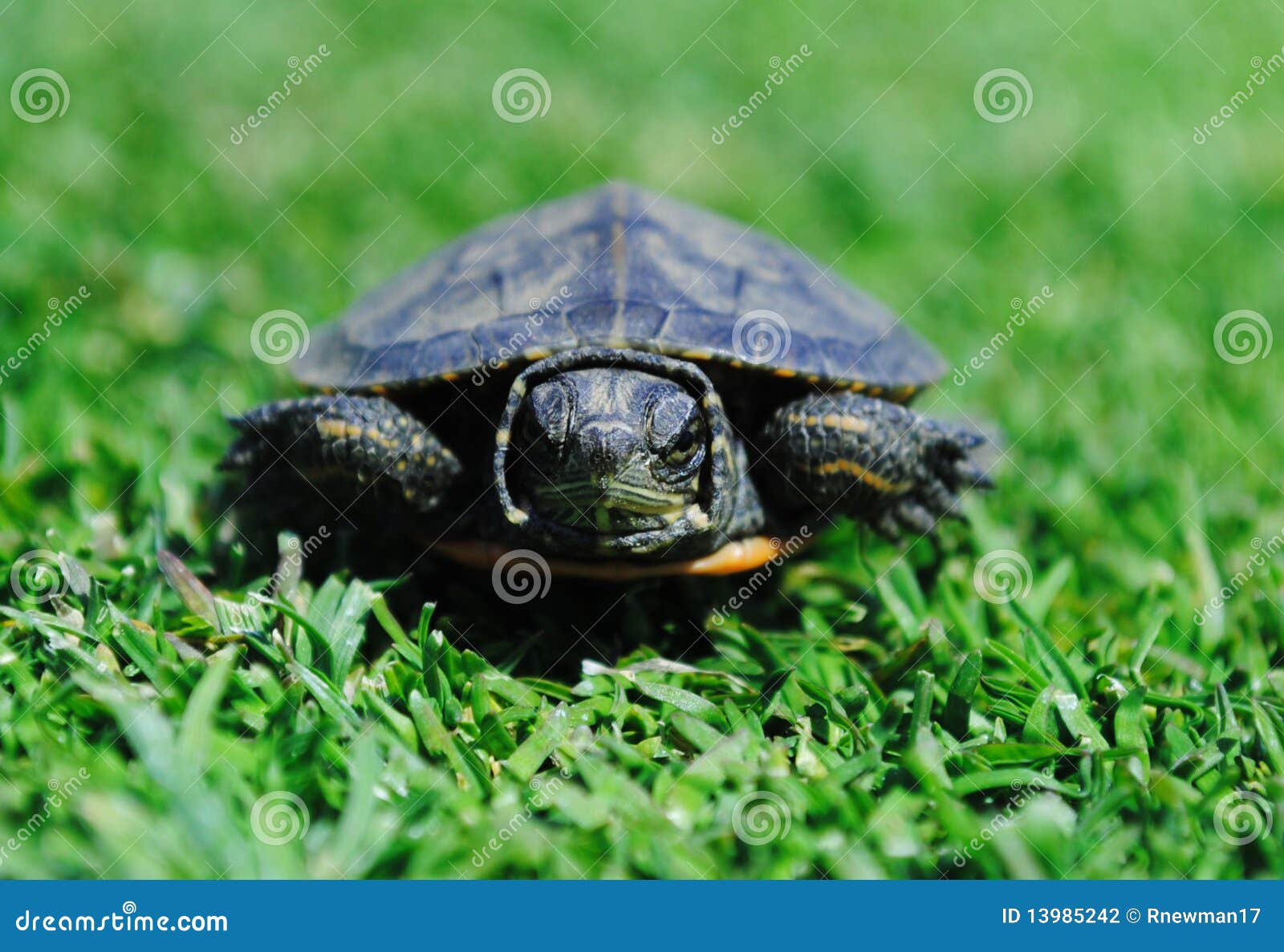 Angry turtle stock photo. Image of stare, slow, closeup - 13985242