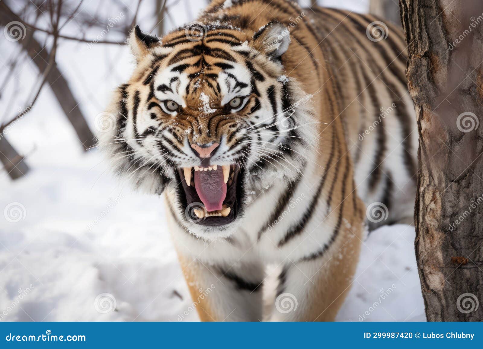 Angry Ussurian Tiger in a Snowy Forest Stock Illustration ...