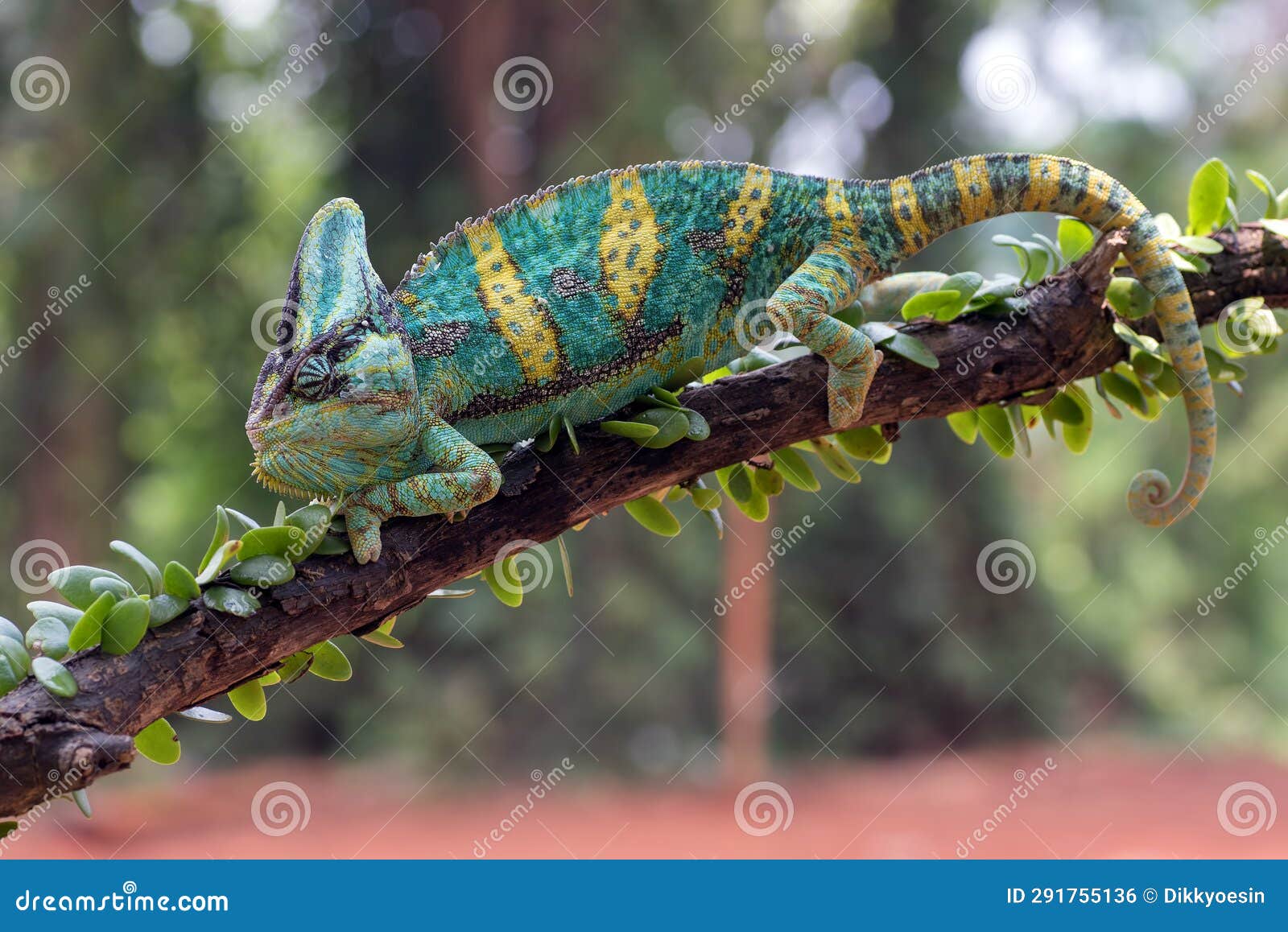 Angry veiled chameleon stock photo. Image of alertness - 291755136