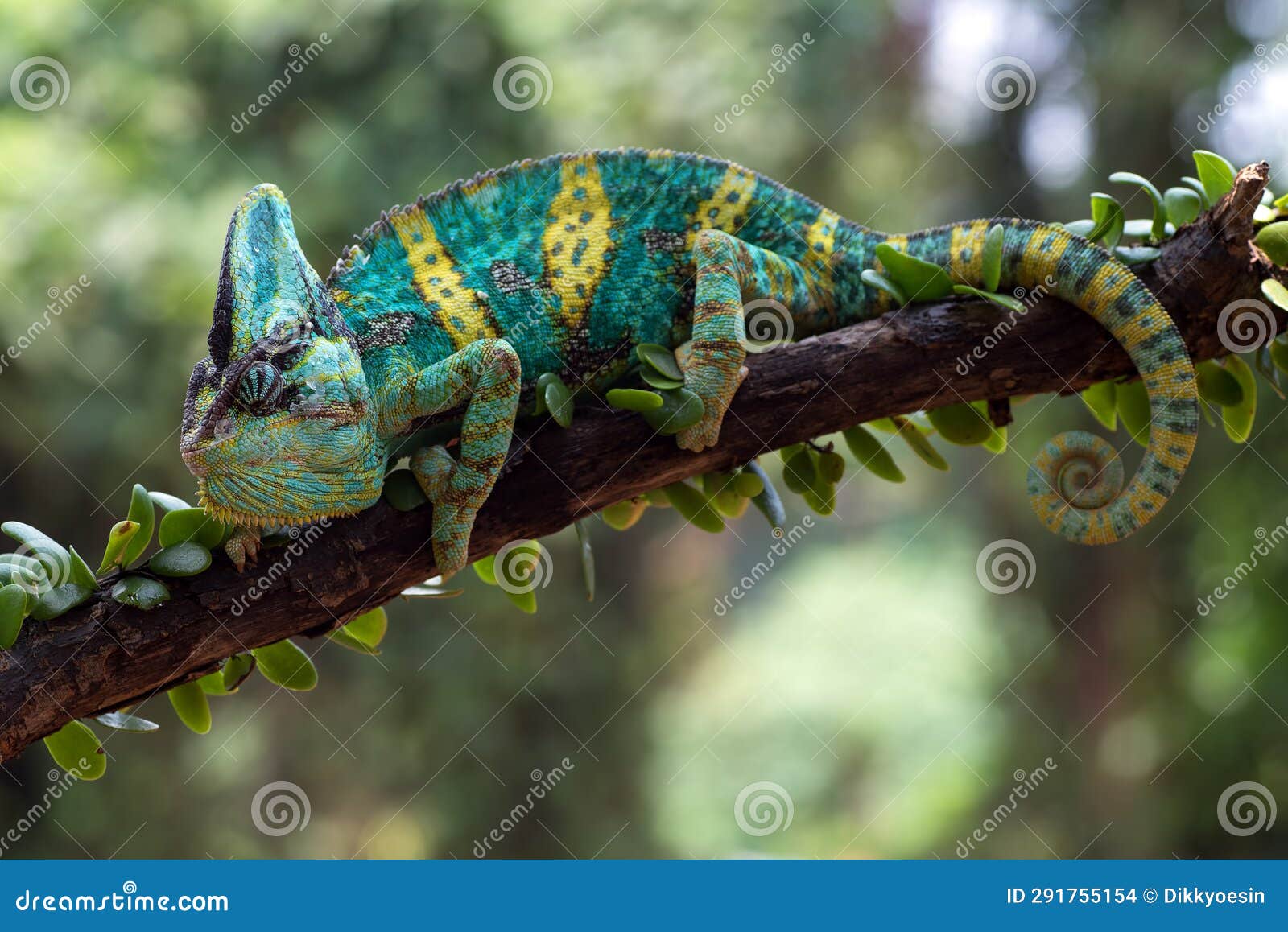 Angry veiled chameleon stock photo. Image of background - 291755154