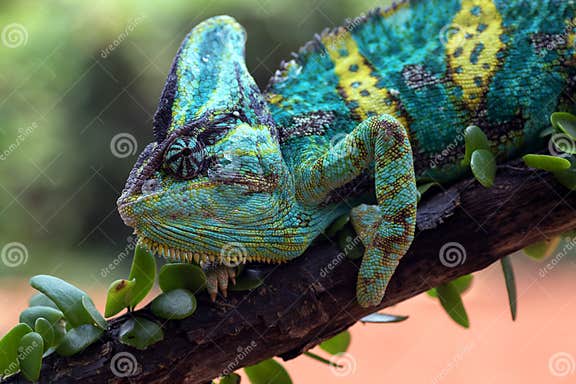 Angry veiled chameleon stock image. Image of colorful - 291755175