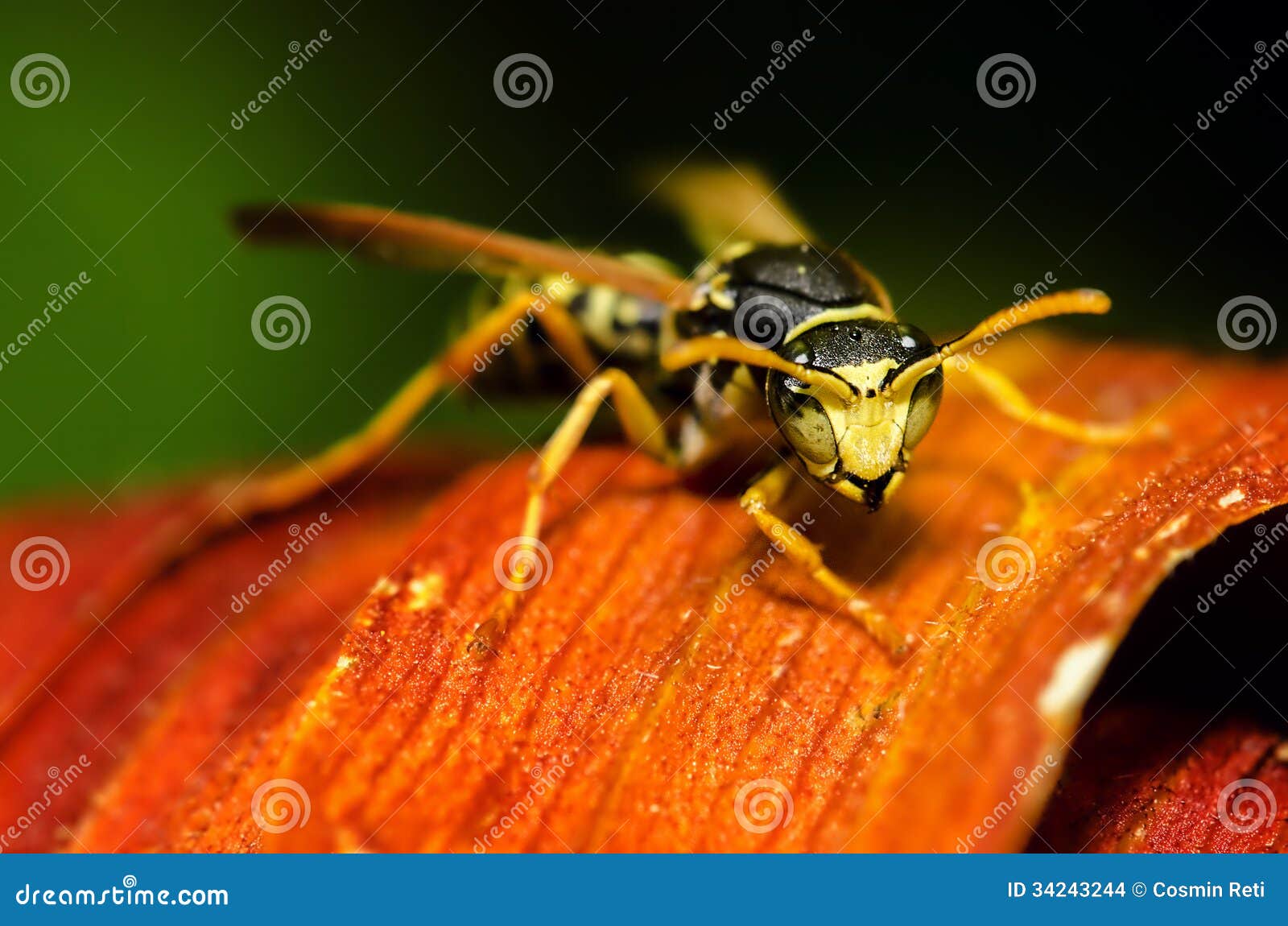 Angry wasp stock photo. Image of eyes, black, macro, wasp - 34243244