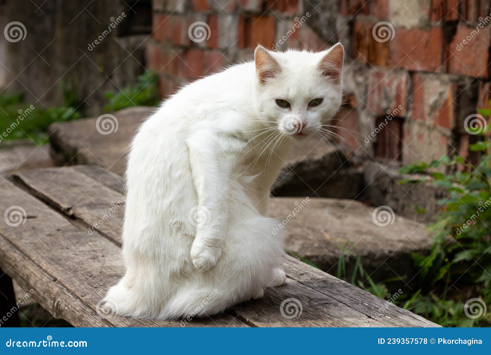 An angry cat looking back stock photo. Image of looking - 239357578