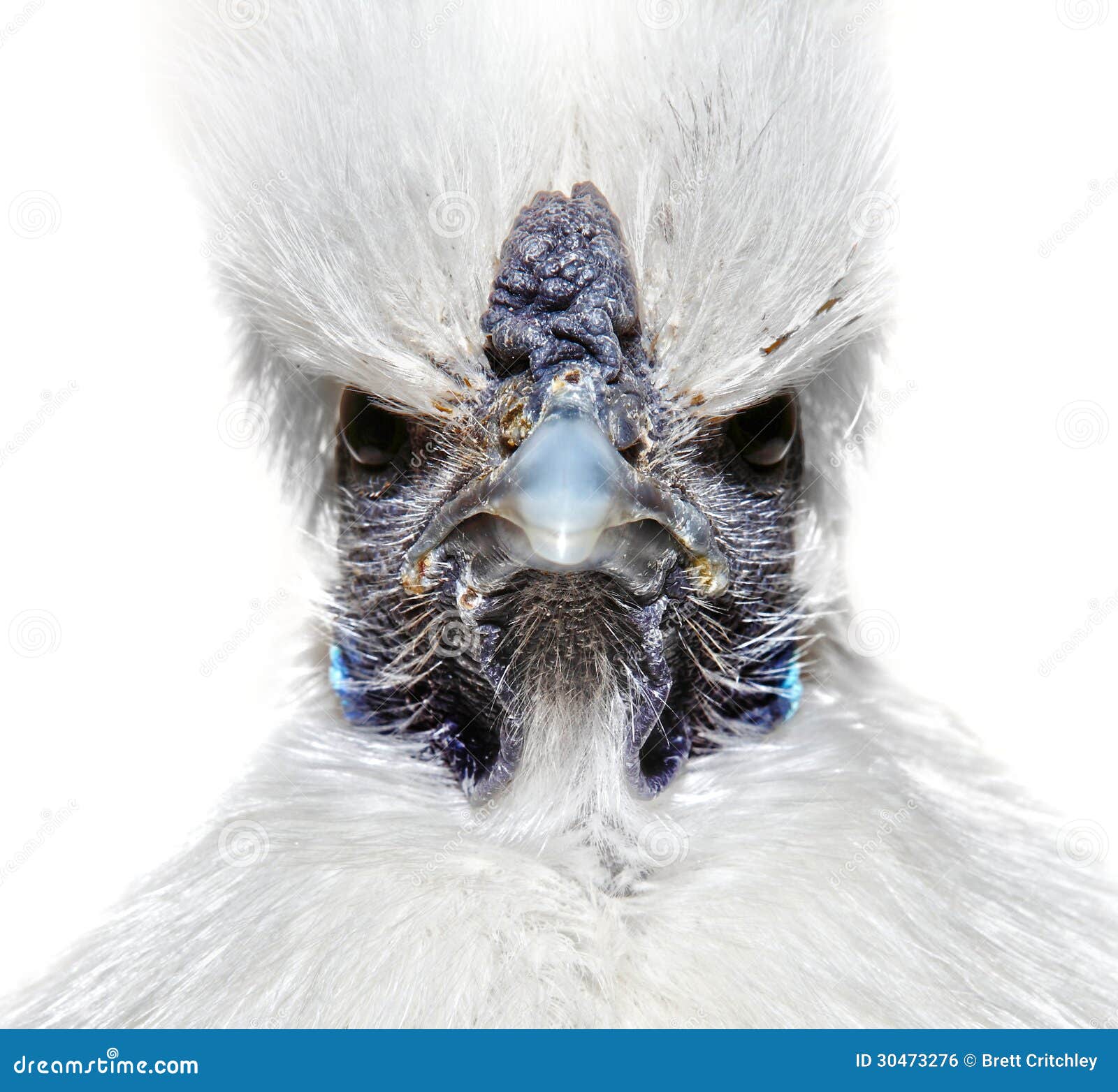Angry white chicken stock photo. Image of portrait, close - 30473276