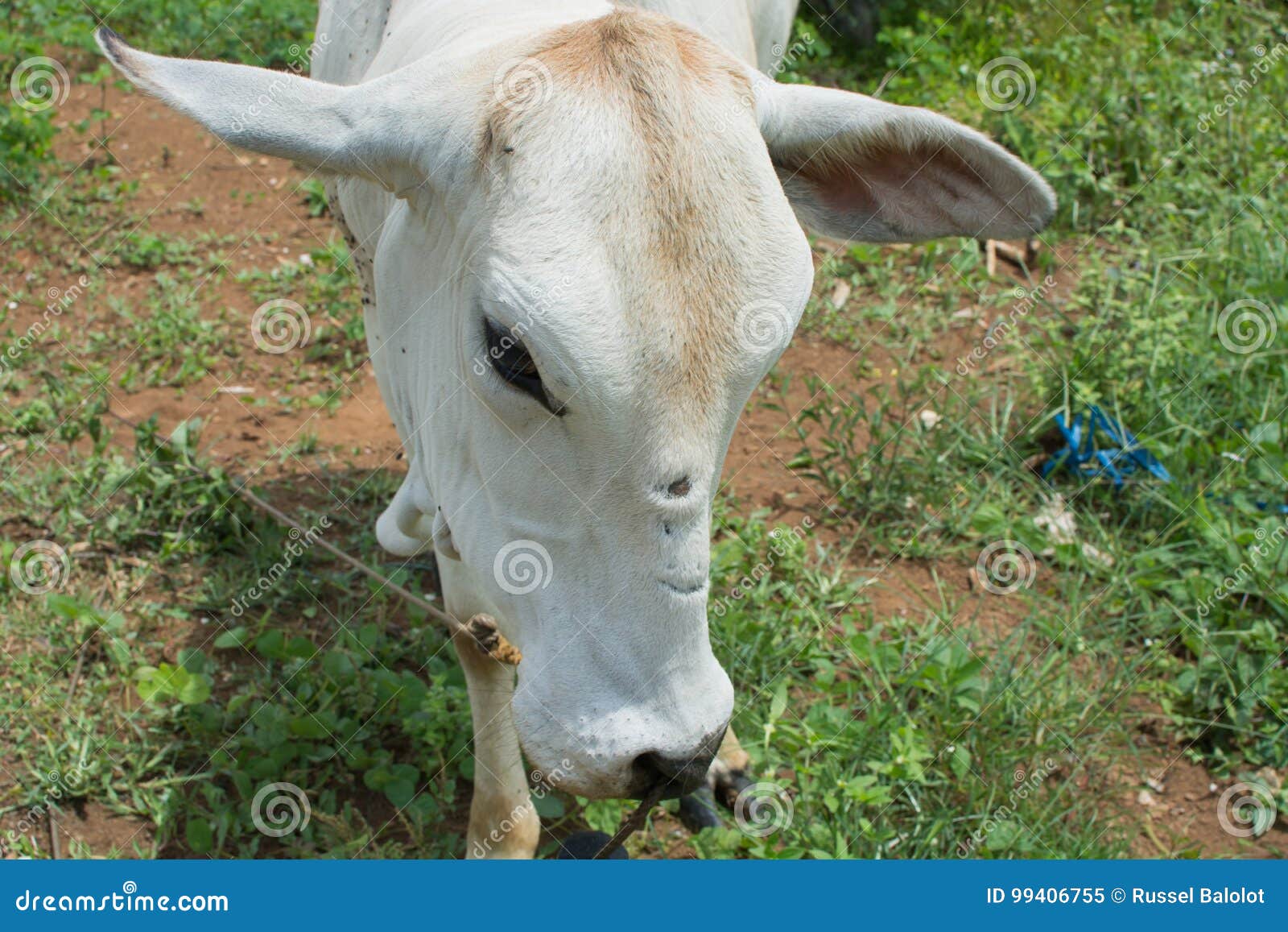 Angry cow stock image. Image of mountains, summer, white - 99406755