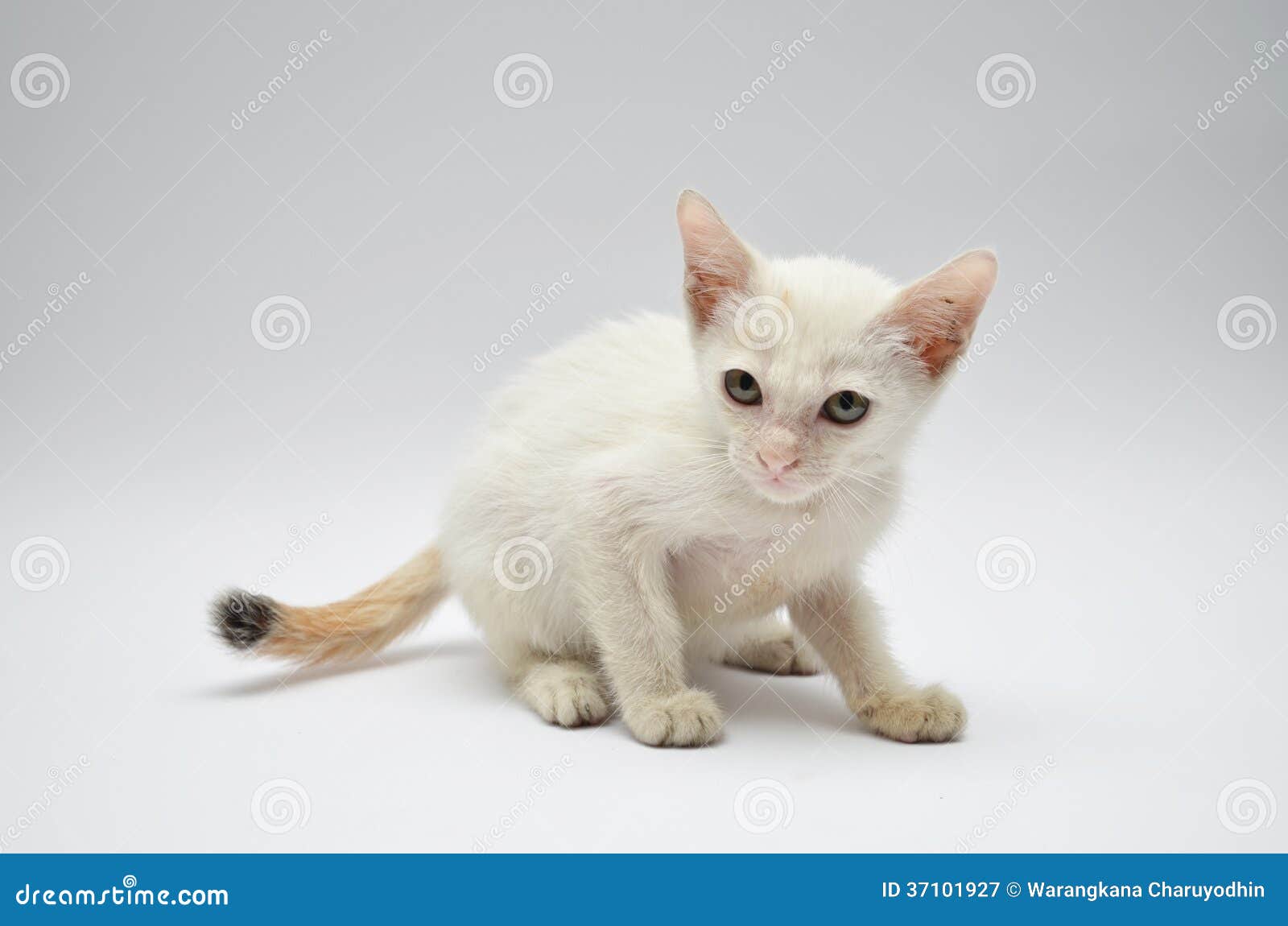 Angry White Kitten with Yellow Eyes Stock Image - Image of vertical ...