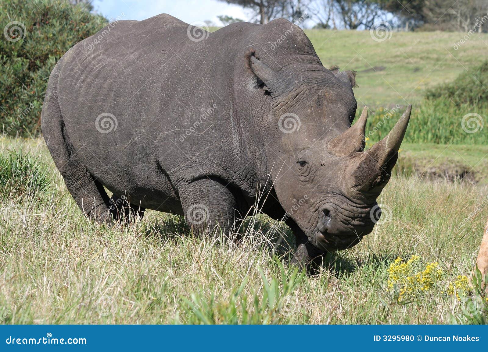Angry white rhino stock photo. Image of africa, mammal - 3295980