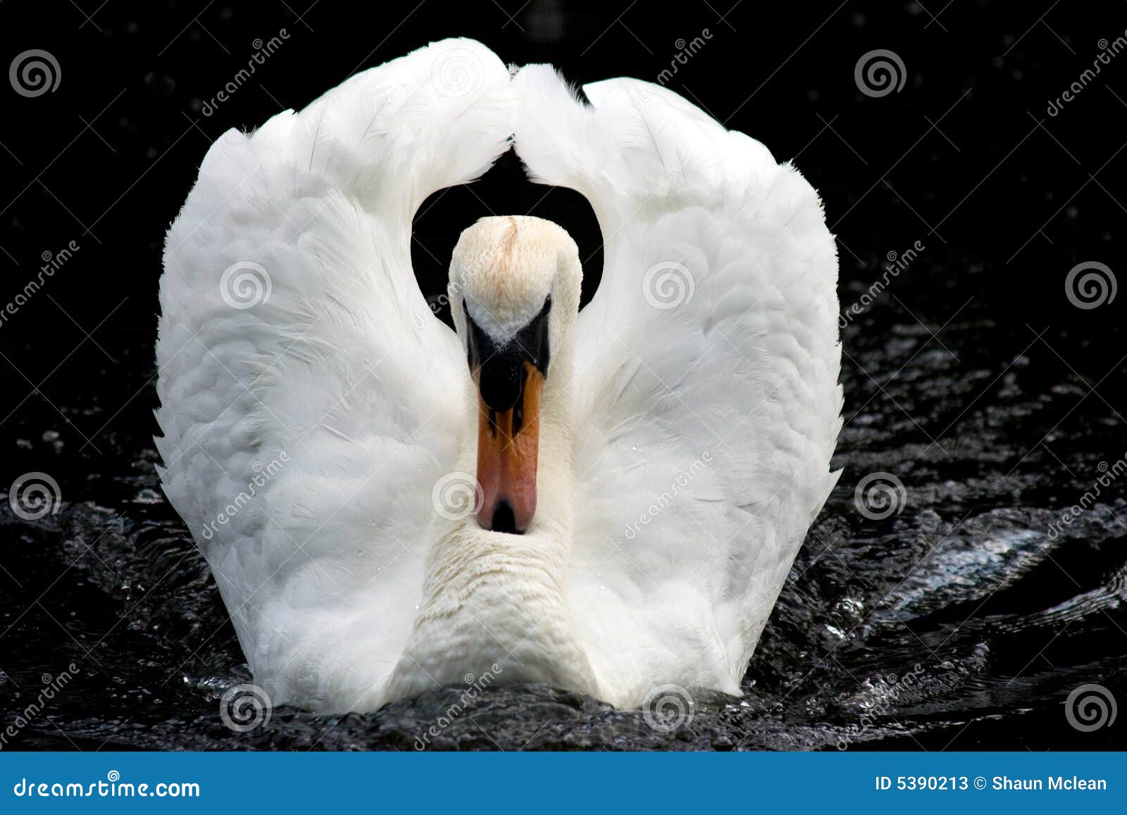 Angry White Or Bleached Tiger Roaring And Showing Fangs In Open Mouth ...