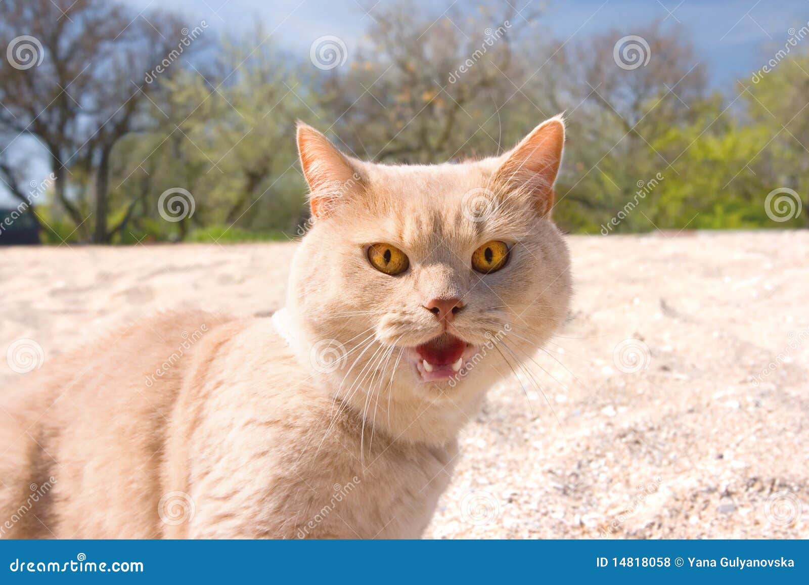 Angry wild Cat stock photo. Image of summer, english - 14818058