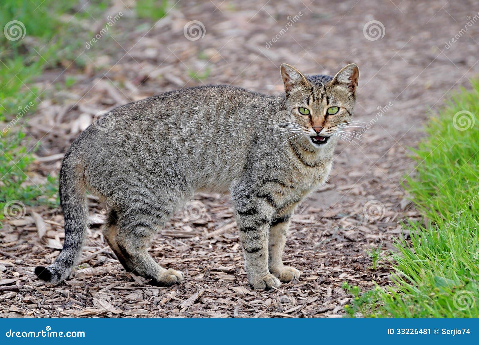 Angry wild cat. stock image. Image of animal, whiskers - 33226481