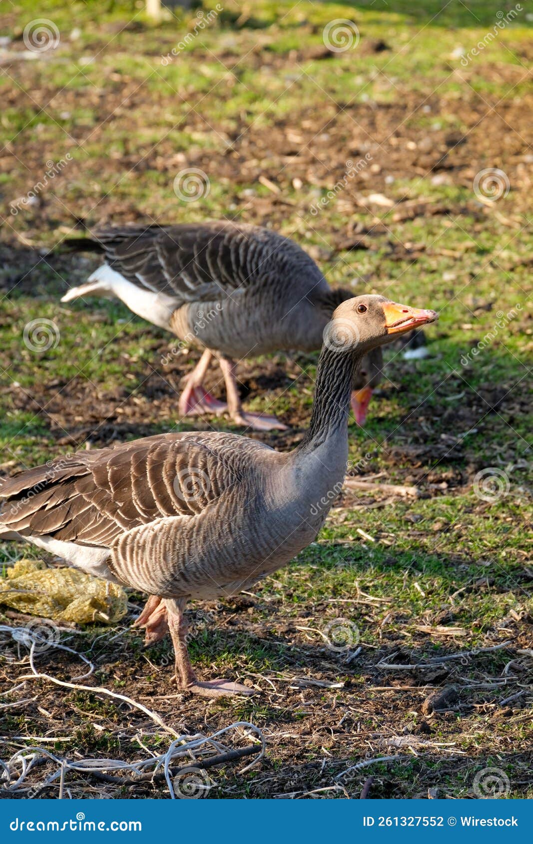 Angry Wild Duck Looking for Food Stock Photo - Image of drake, portrait ...