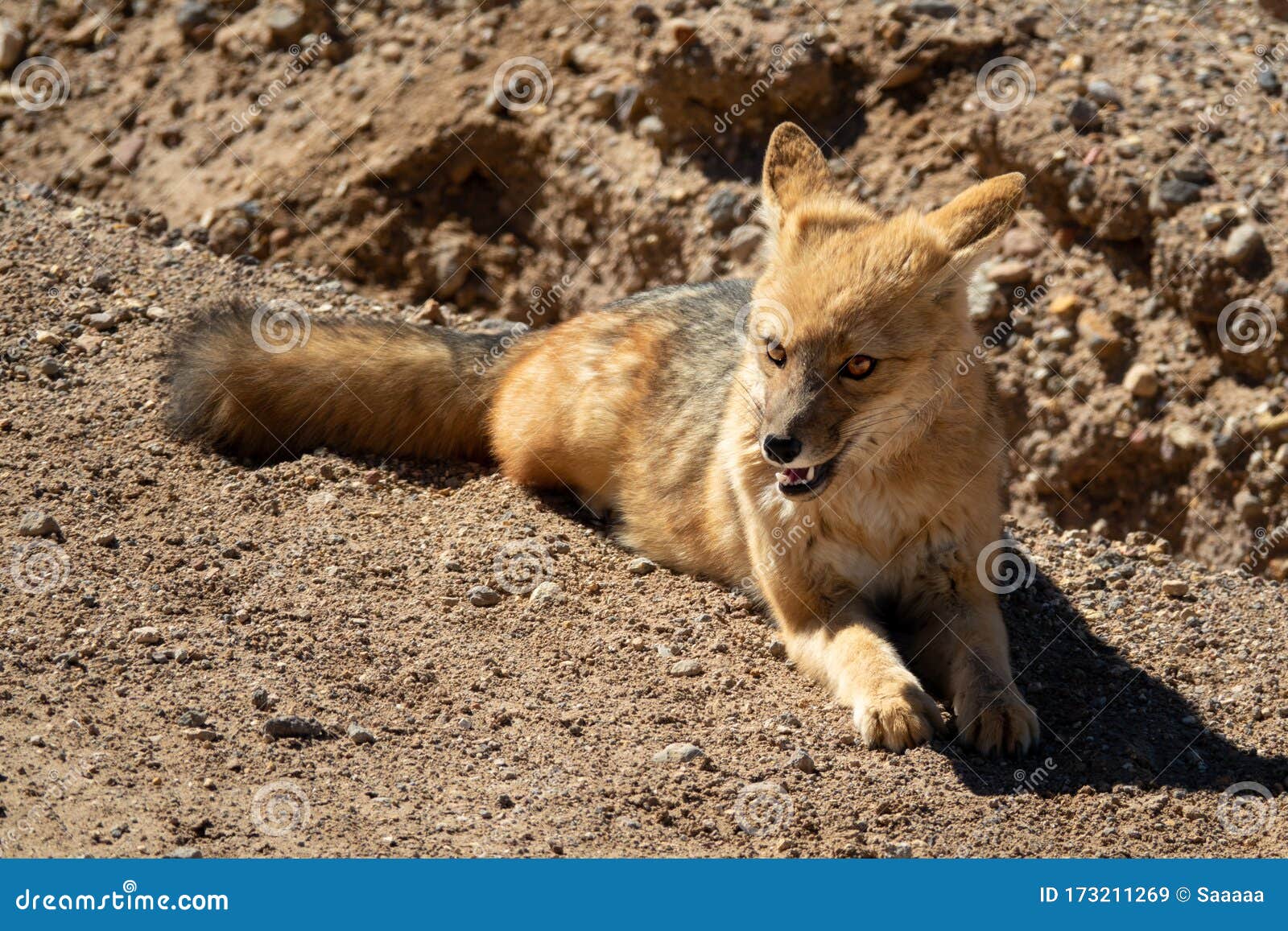 Angry Wild Fox Laid Down on the Ground Stock Image - Image of angry ...