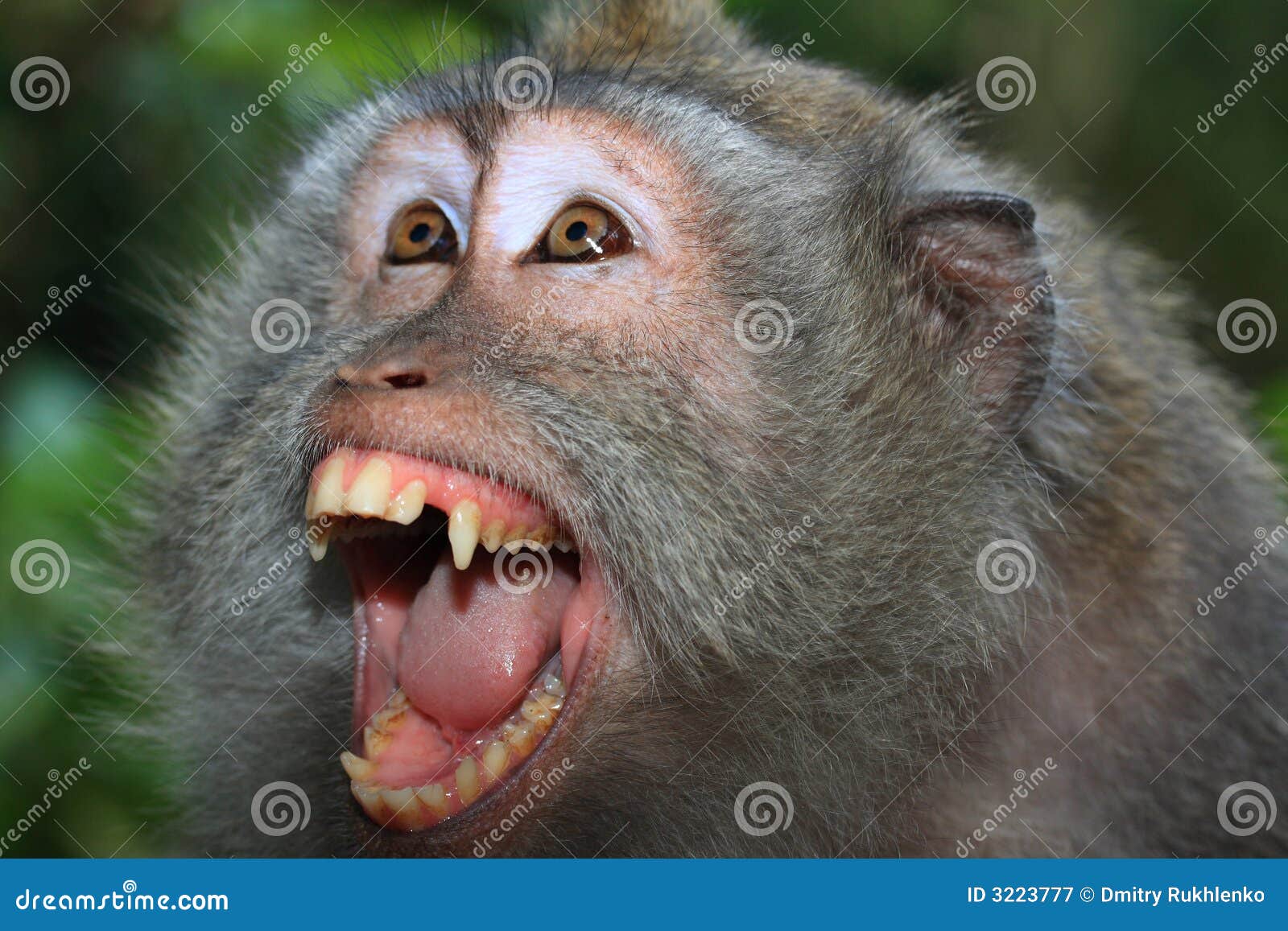 Angry Macaque Monkey Royalty-Free Stock Image | CartoonDealer.com #3897172