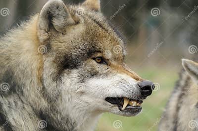 Angry Wolf stock image. Image of packs, mammalia, canis - 18069029
