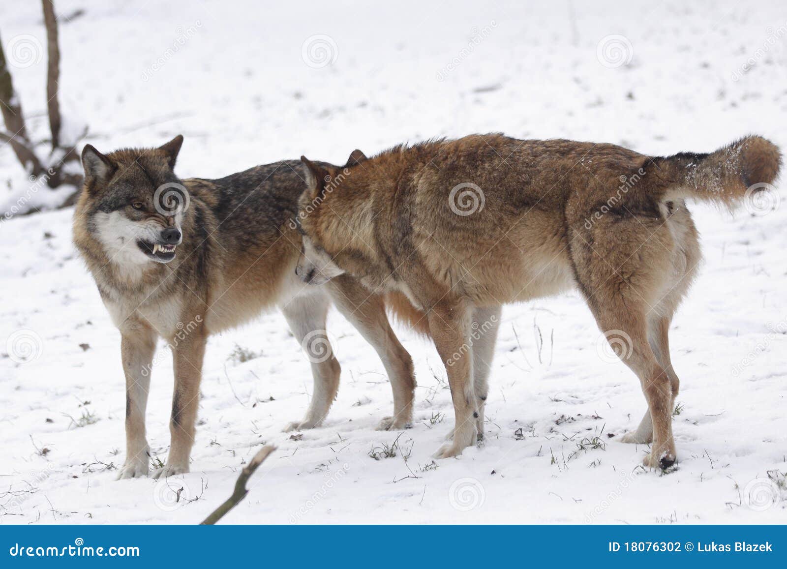 Angry wolf stock photo. Image of tree, angry, animal - 18076302