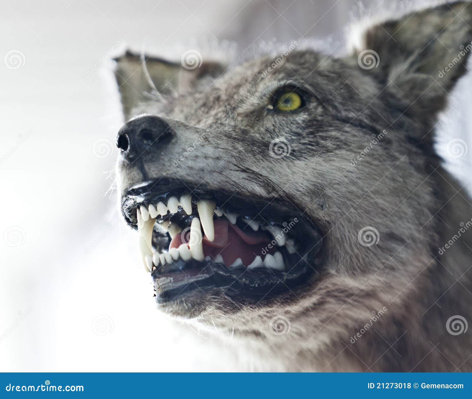 Angry wolf stock photo. Image of canine, space, looking - 21273018