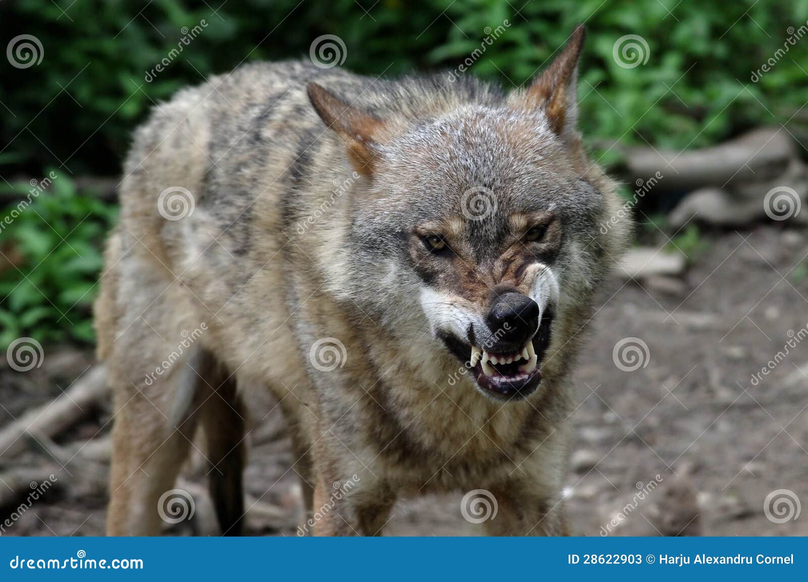 Angry Wolf Showing His Teeth Royalty-Free Stock Photography ... Angry Wolf Showing His Teeth Royalty-Free Stock Photography ...