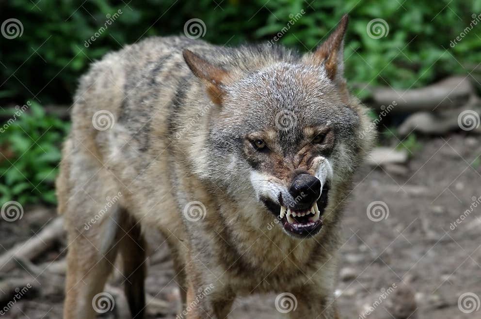 Angry wolf stock image. Image of canis, moon, face, grey - 28622903