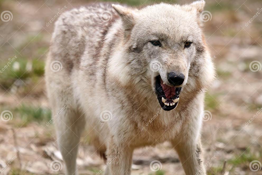 Angry Wolf stock image. Image of undomesticated, predator - 9078515