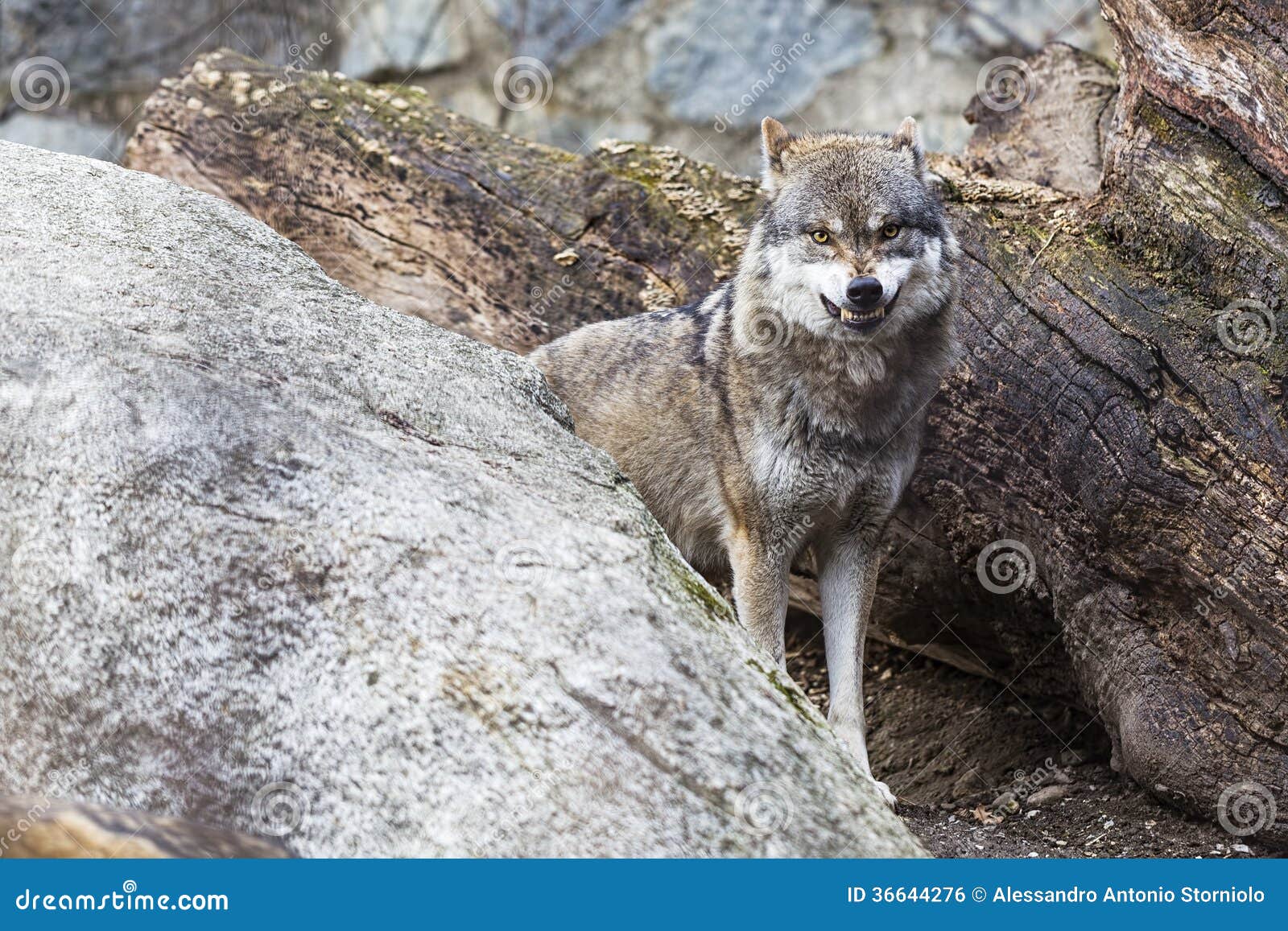 Angry Wolf stock photo. Image of gray, open, life, beautiful - 36644276