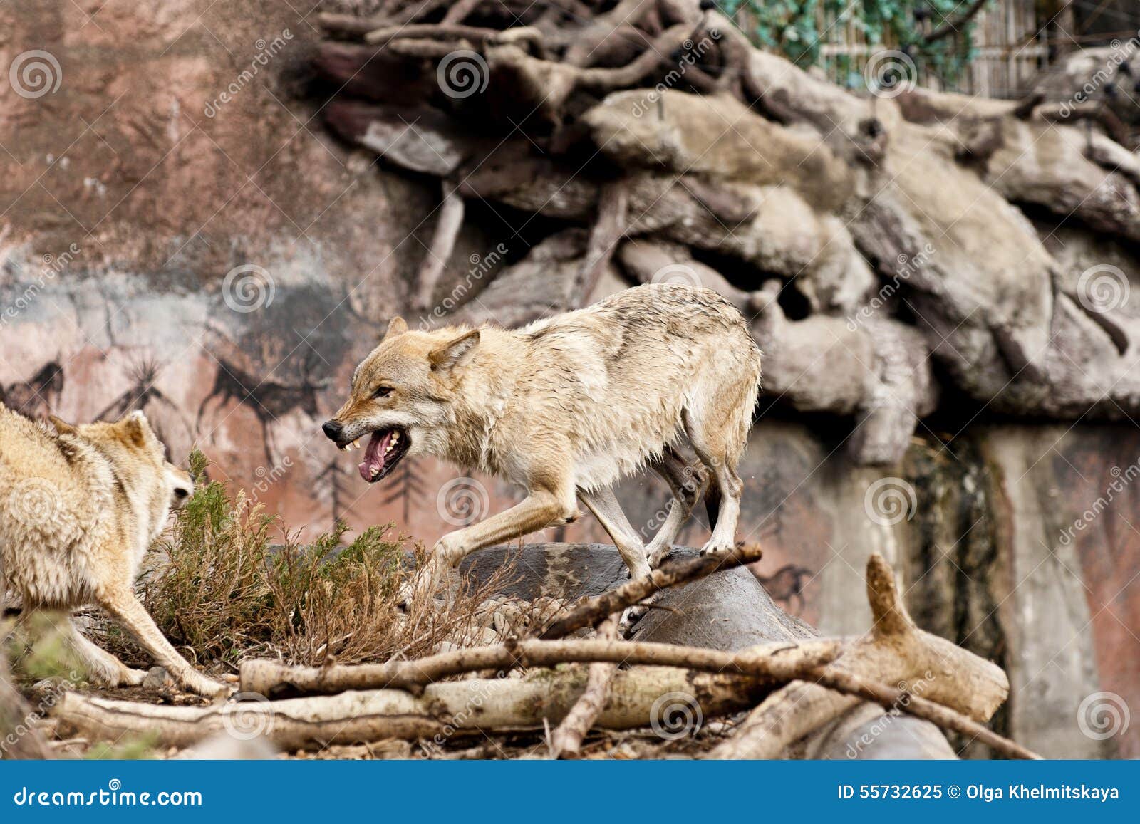 Angry wolf stock image. Image of natural, freedom, grey - 55732625