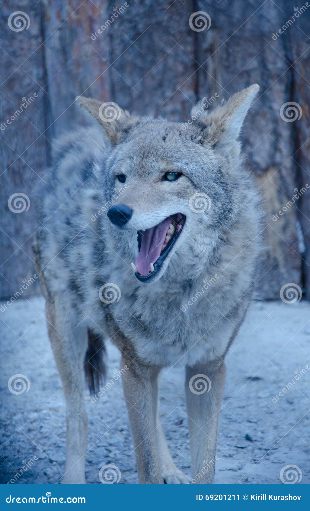 Angry wolf stock image. Image of carnivore, background - 69201211