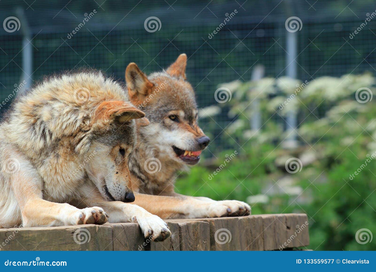 Angry wolf growling. stock image. Image of dangerous - 133559577
