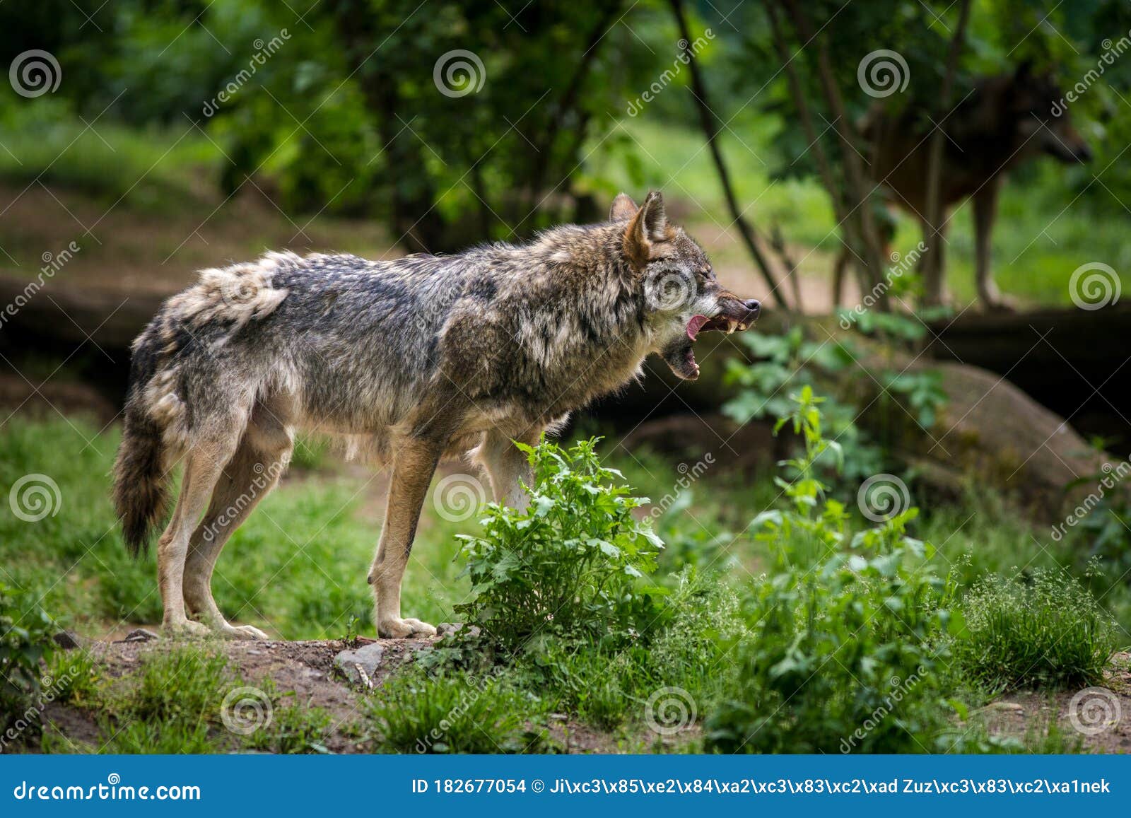 Angry wolf in nature park stock photo. Image of beautiful - 182677054