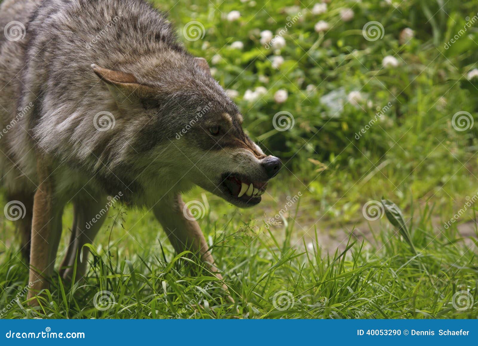 Angry wolf stock photo. Image of head, face, lupus, canids - 40053290